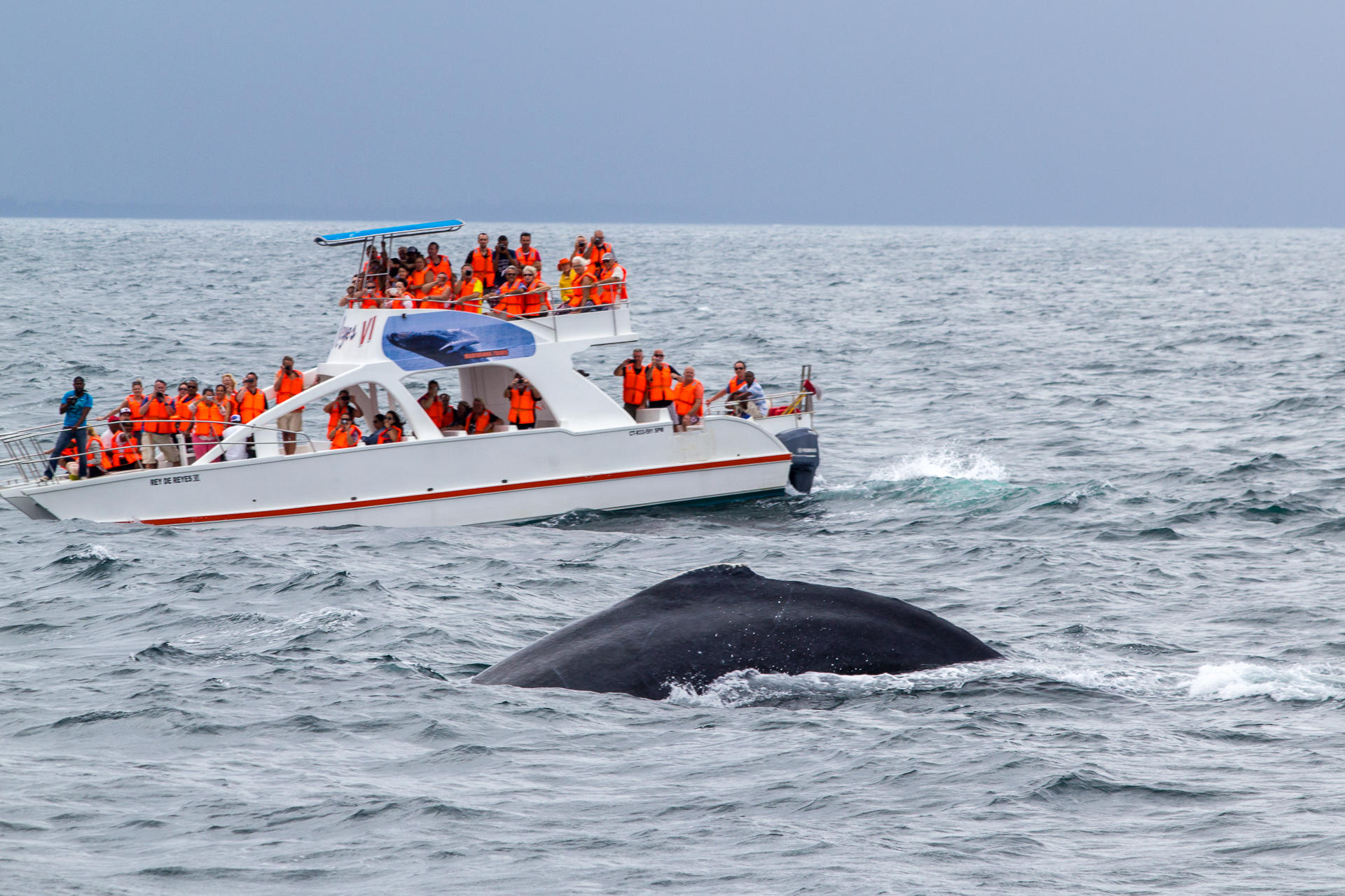 Best Places To Whale Watch in California - The Backpacking Site